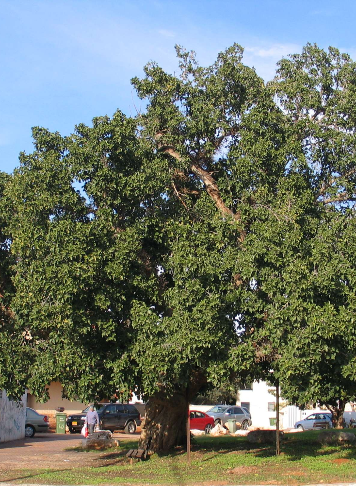 Sicomoro – Viveros Parota