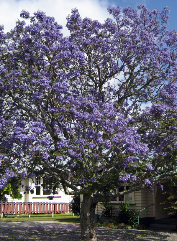 Jacaranda – Viveros Parota