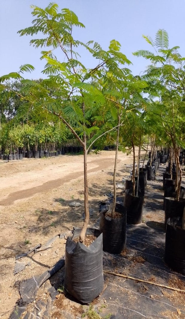 Tabachín – Viveros Parota