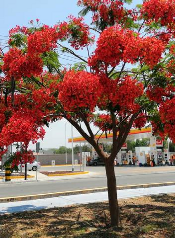 Tabachín – Viveros Parota