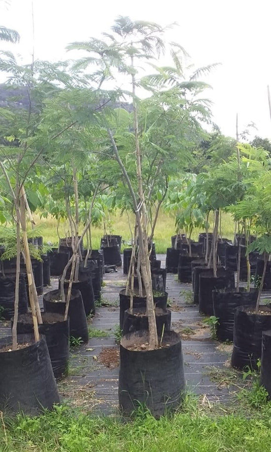 Tepehuaje – Viveros Parota