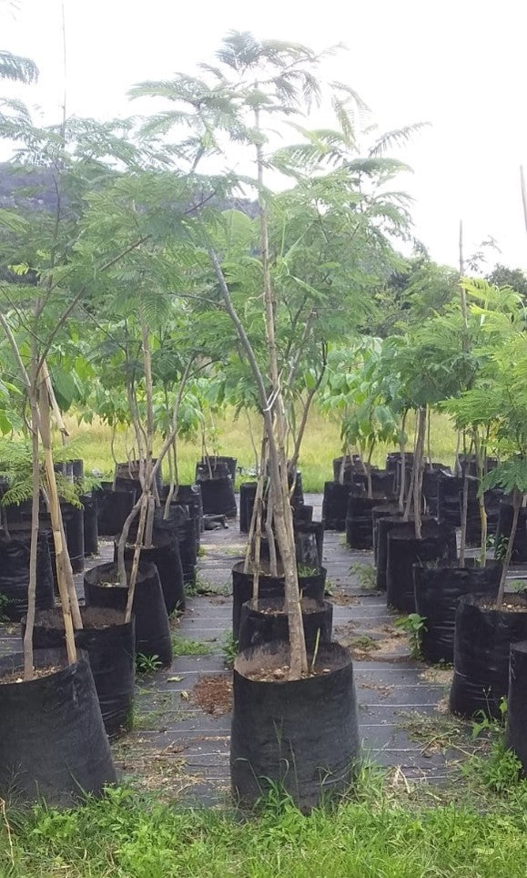 Tepehuaje – Viveros Parota