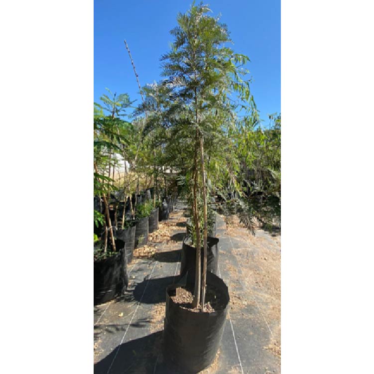 Galeria – Viveros Parota