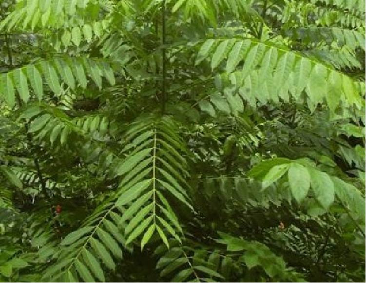 Galeria – Viveros Parota