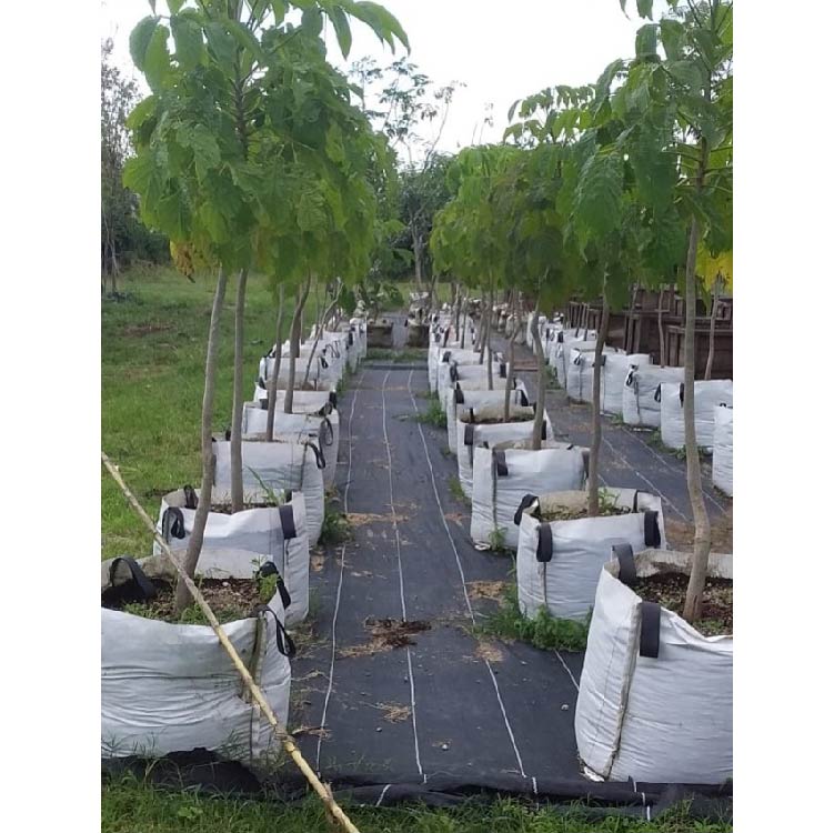 Galeria – Viveros Parota