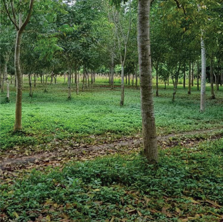 Gestión y reposición de biomasa – Viveros Parota