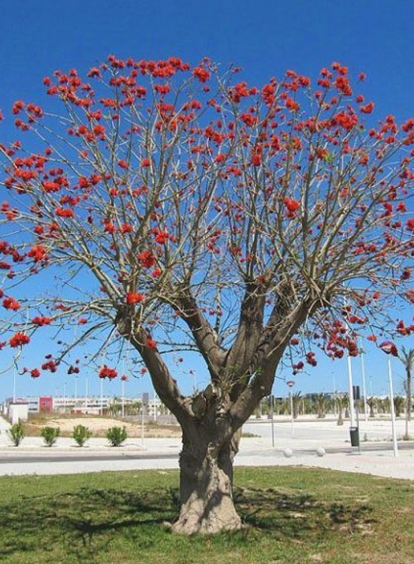 Colorín – Viveros Parota