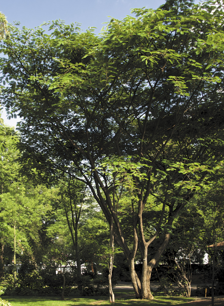 Tepehuaje – Viveros Parota